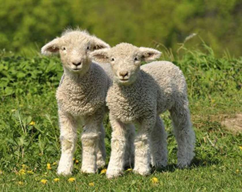 KALOTI INTERNATIONAL | MEAT WHOLESALE | MIAMI, FLORIDA, U.S.A.